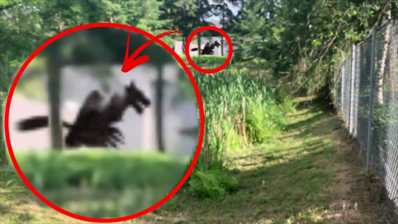 Top 10 Werewolf Caught On Camera Spotted In Real Life