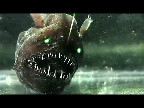 Deep sea creatures caught on camera - dolfkeep