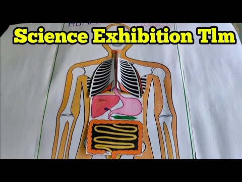 Human Body Organ | Science Project with Explanation | The Human Body ...
