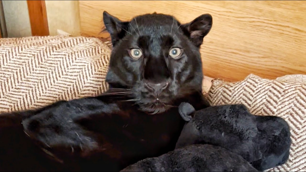 50 Sleep Positions for Panther Luna😂 - YouTube