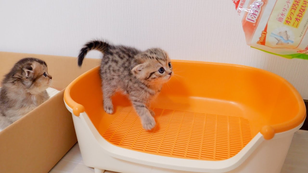 Kitten toilet training has finally begun! - YouTube