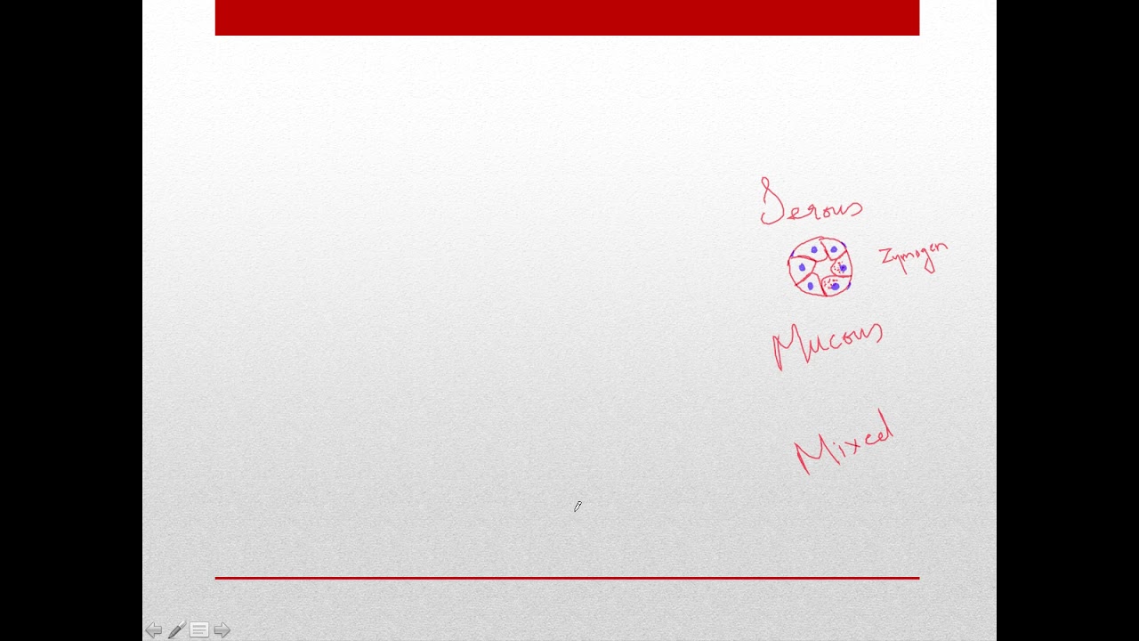 How to draw Salivary gland acini, mucous acini, serous acini, mixed ...