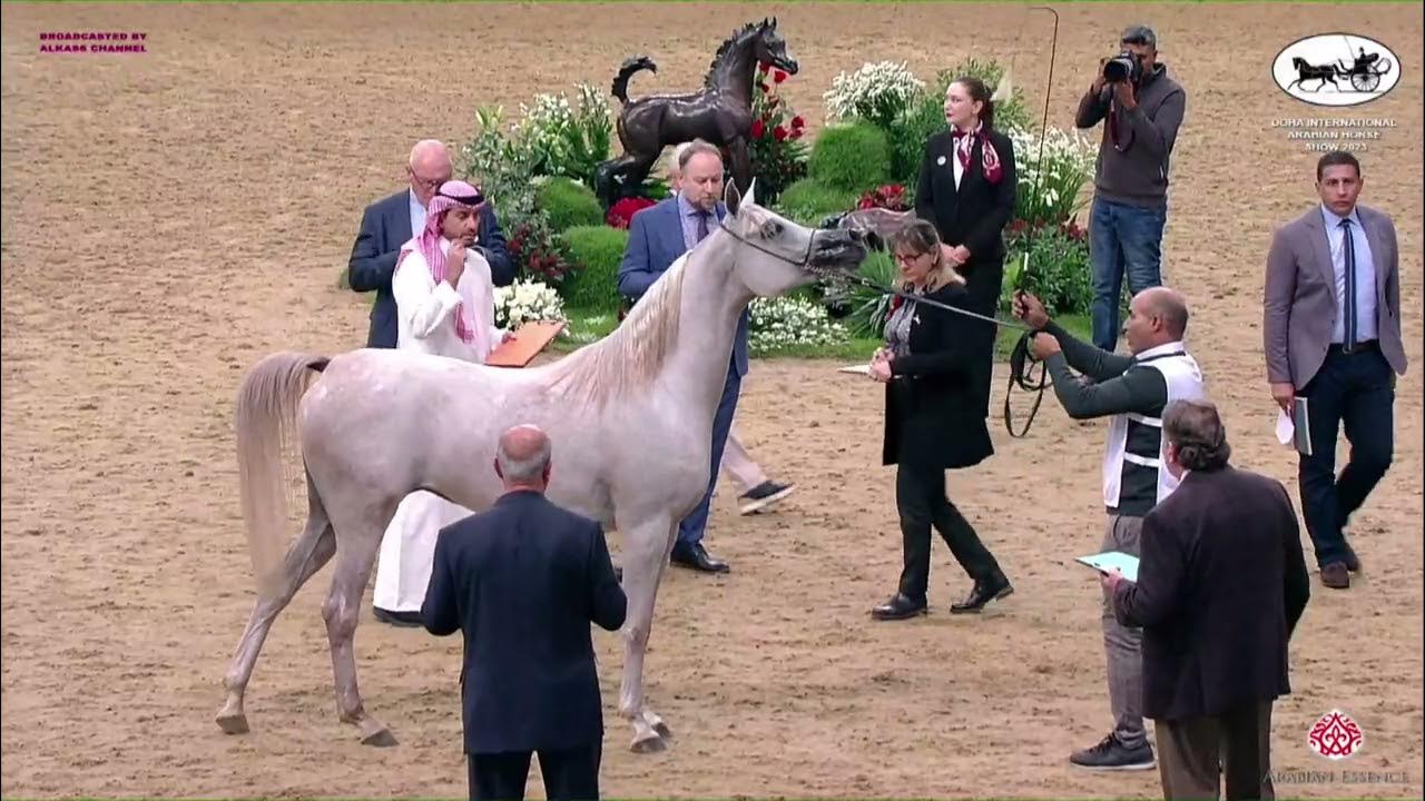 N 126 REEM AL SAAD Doha International Arabian Horse Show 2023 Fillies 2 ...