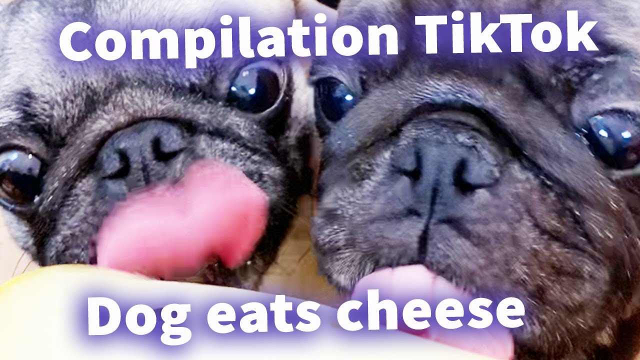 Compilation pug dogs Lilly and Lucy eating cheese for TikTok videos ...