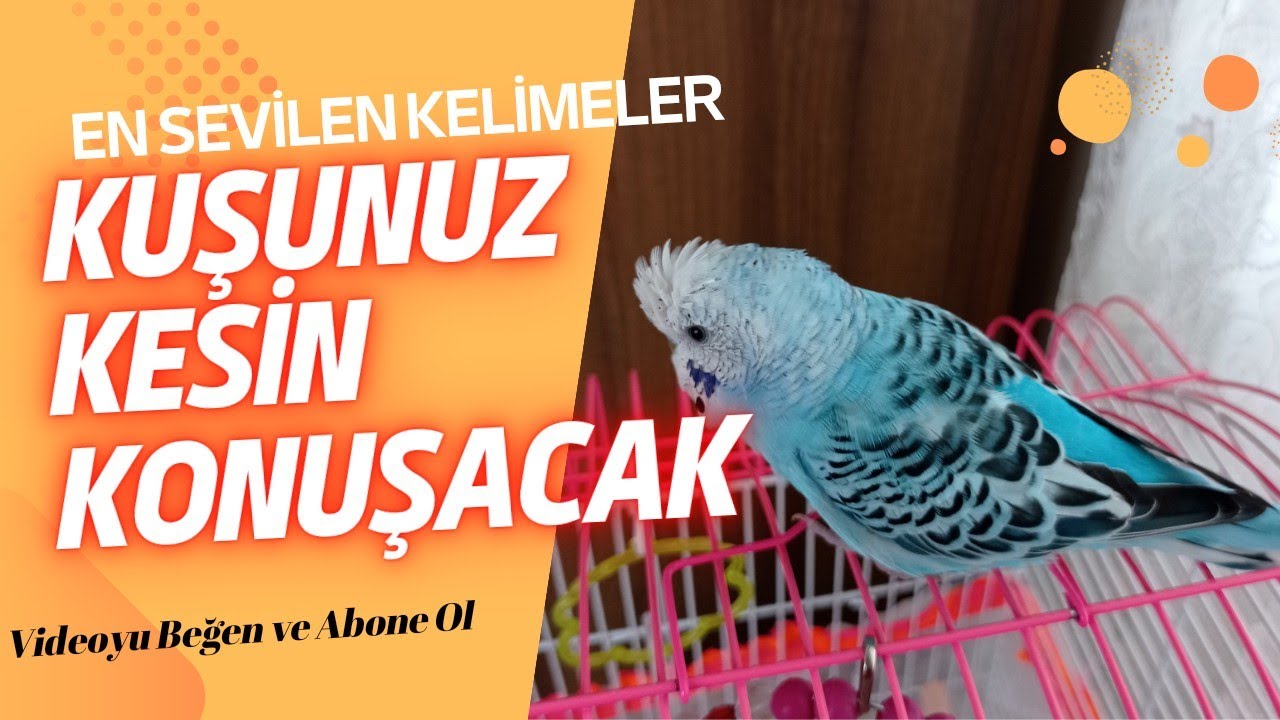Kuşunuz kesin konuşacak - en sevilen kelimeler - YouTube