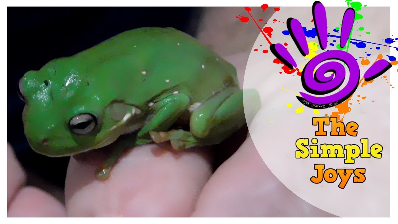 Australian Green Tree Frog - YouTube
