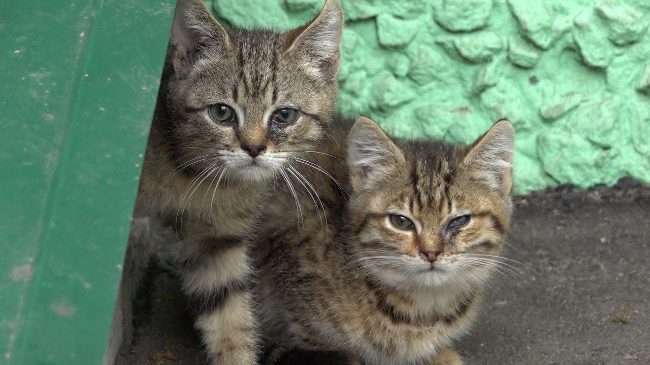 Three wild kittens are still afraid of me - YouTube