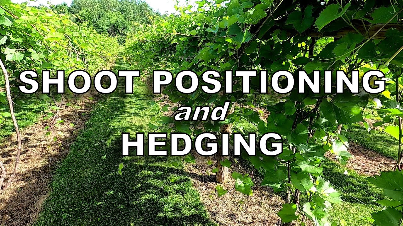 Shoot Positioning and Hedging the Vineyard ― Natalie’s Fire - YouTube
