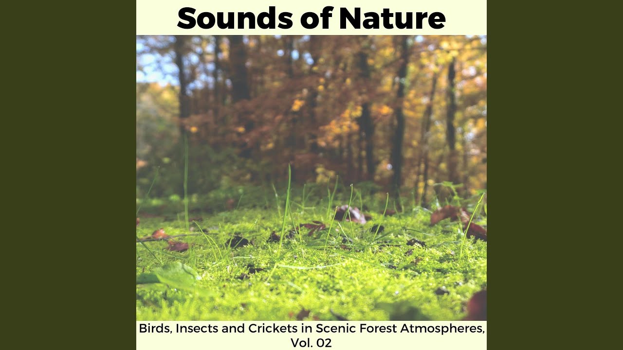 Weak Waterfall Hiss - YouTube