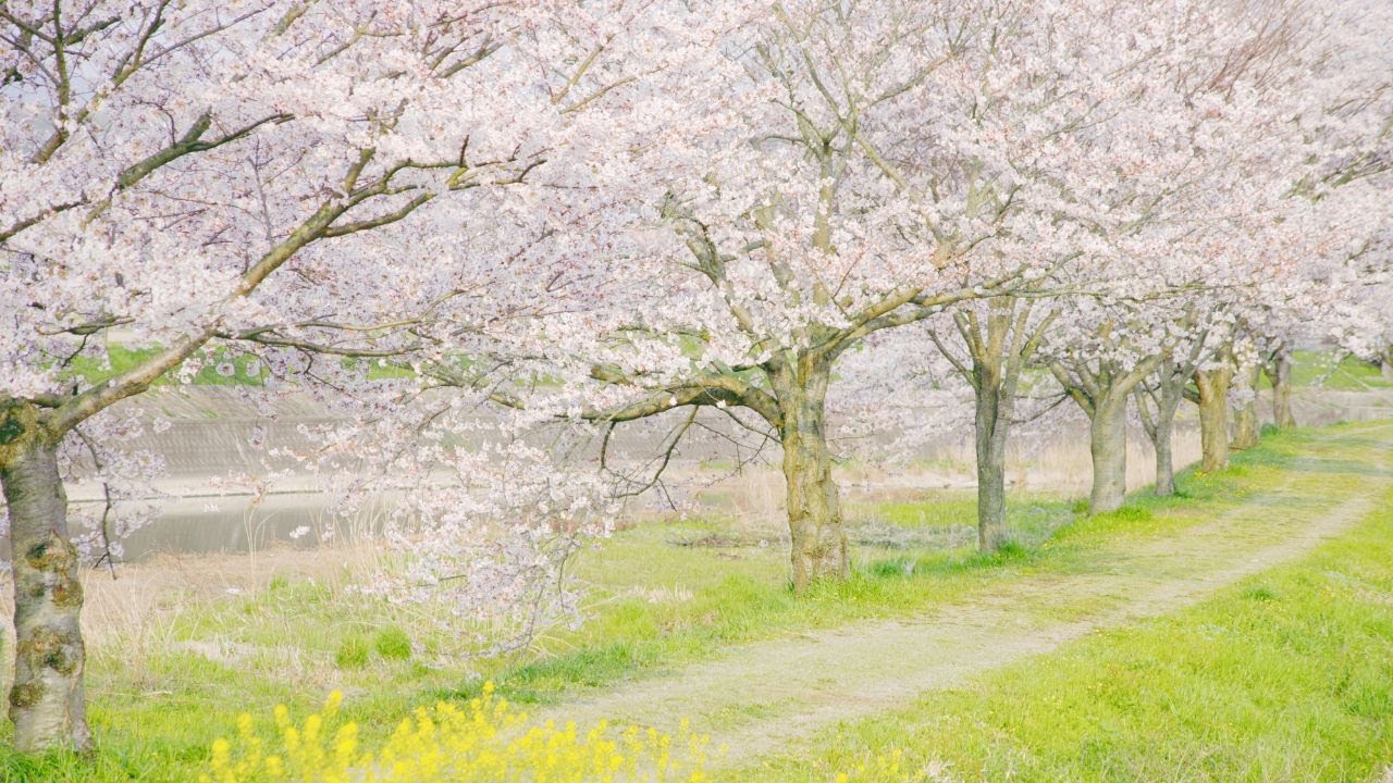 【Spring Breeze & Quiet Piano – A Reading Music Playlist】 - YouTube