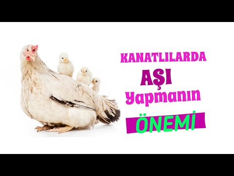 Kanatlılarda İkili Karma Aşı Nasıl Yapılır