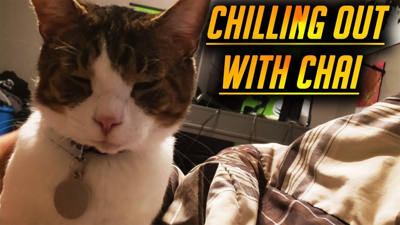 Chilling out with our Cat Chai! Asian YouTuber | Vlogging - YouTube
