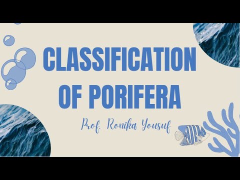 The Classification Of Porifera/Sponges - YouTube
