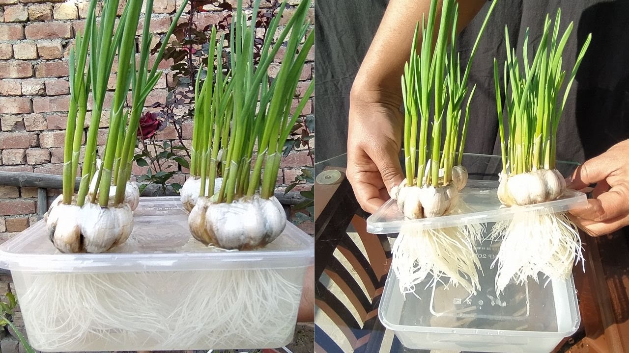 The trick to quickly rooting garlic is to soak them in water | grow ...