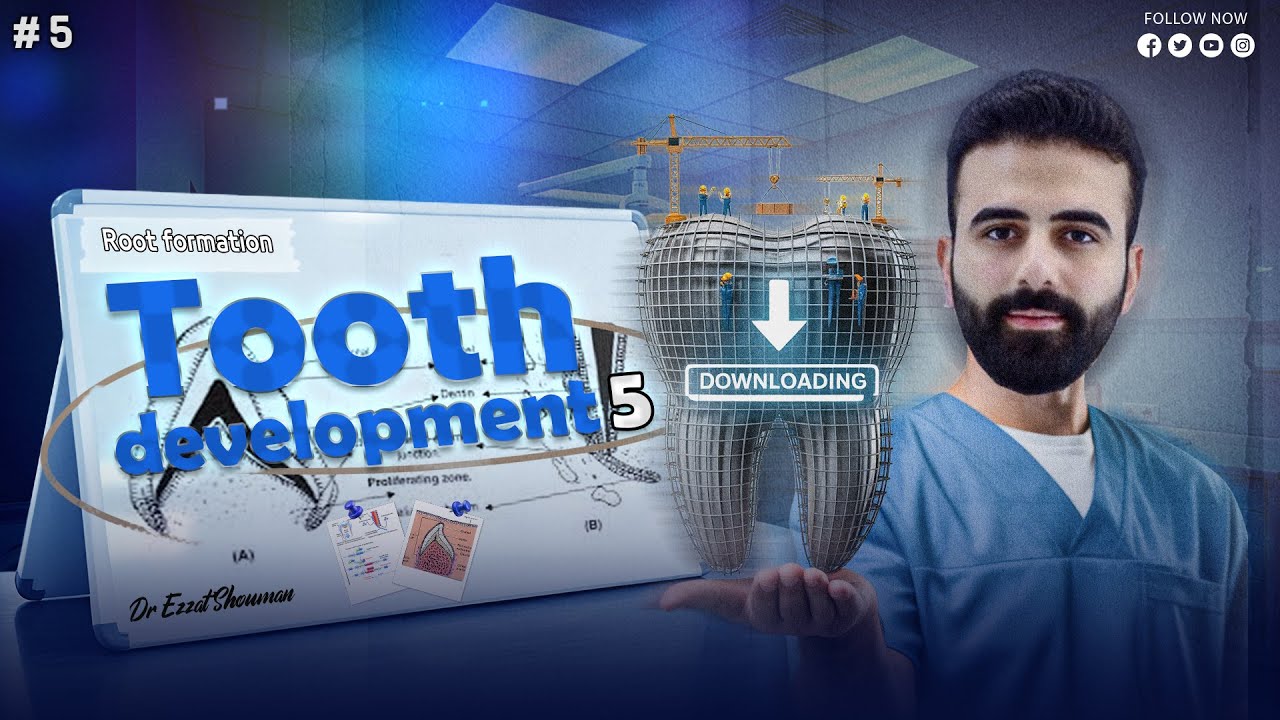 root formation " last video in the tooth development "|| video no. 5 ...