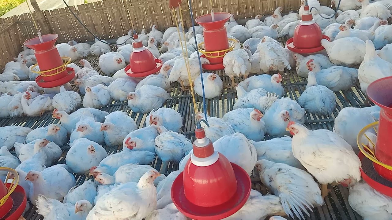 poultry farm!! Assam poultry - YouTube