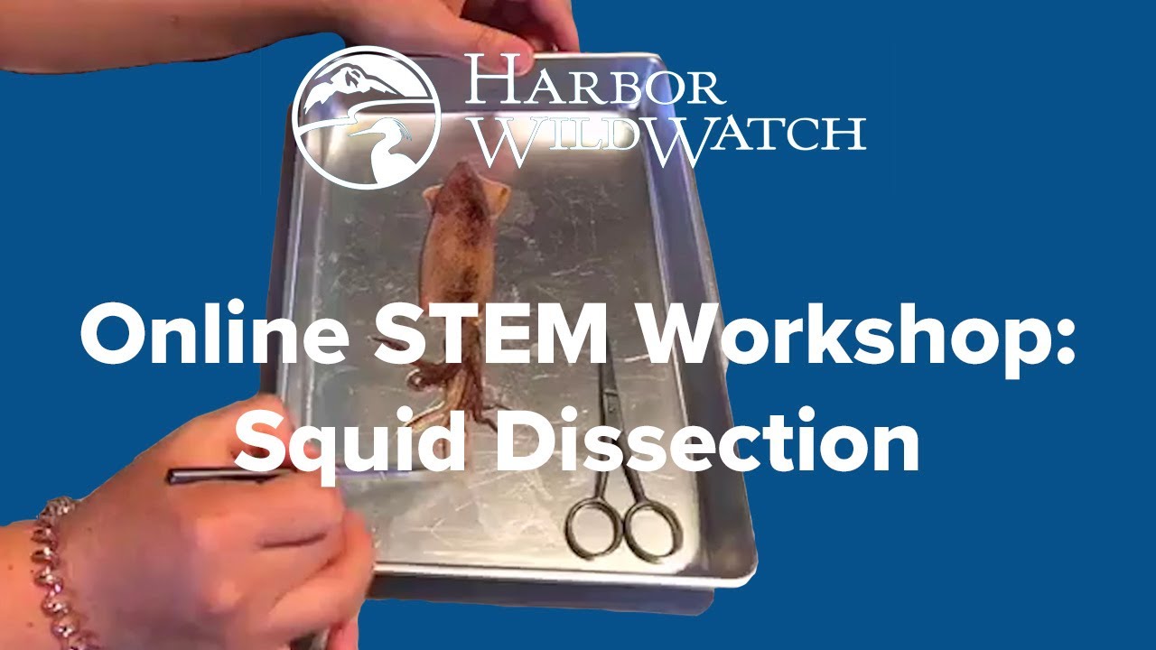 Online STEM Workshop: Squid Dissection - YouTube