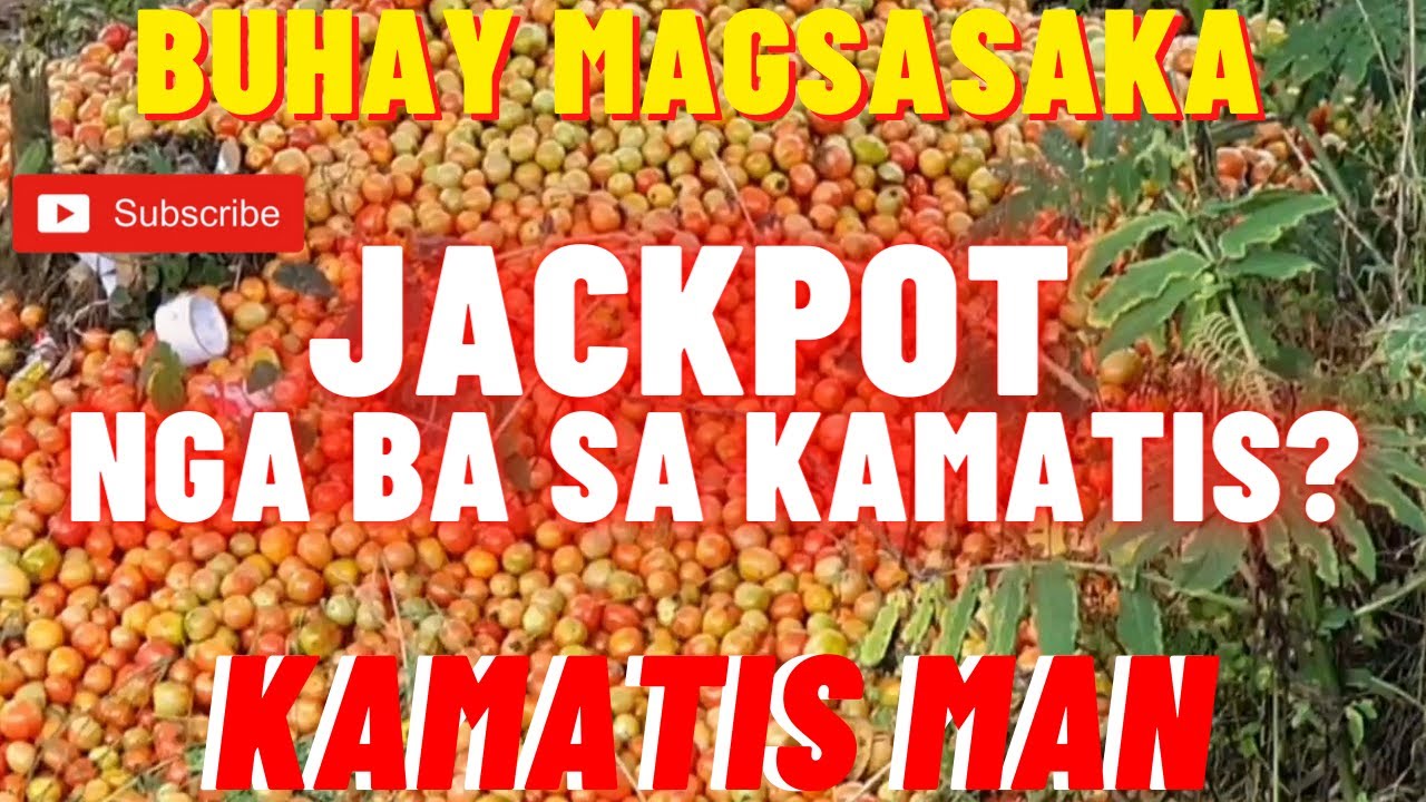 KAMATIS MAN | JACKPOT NGA BA SA KAMATIS ? | BUHAY MAGSASAKA - YouTube