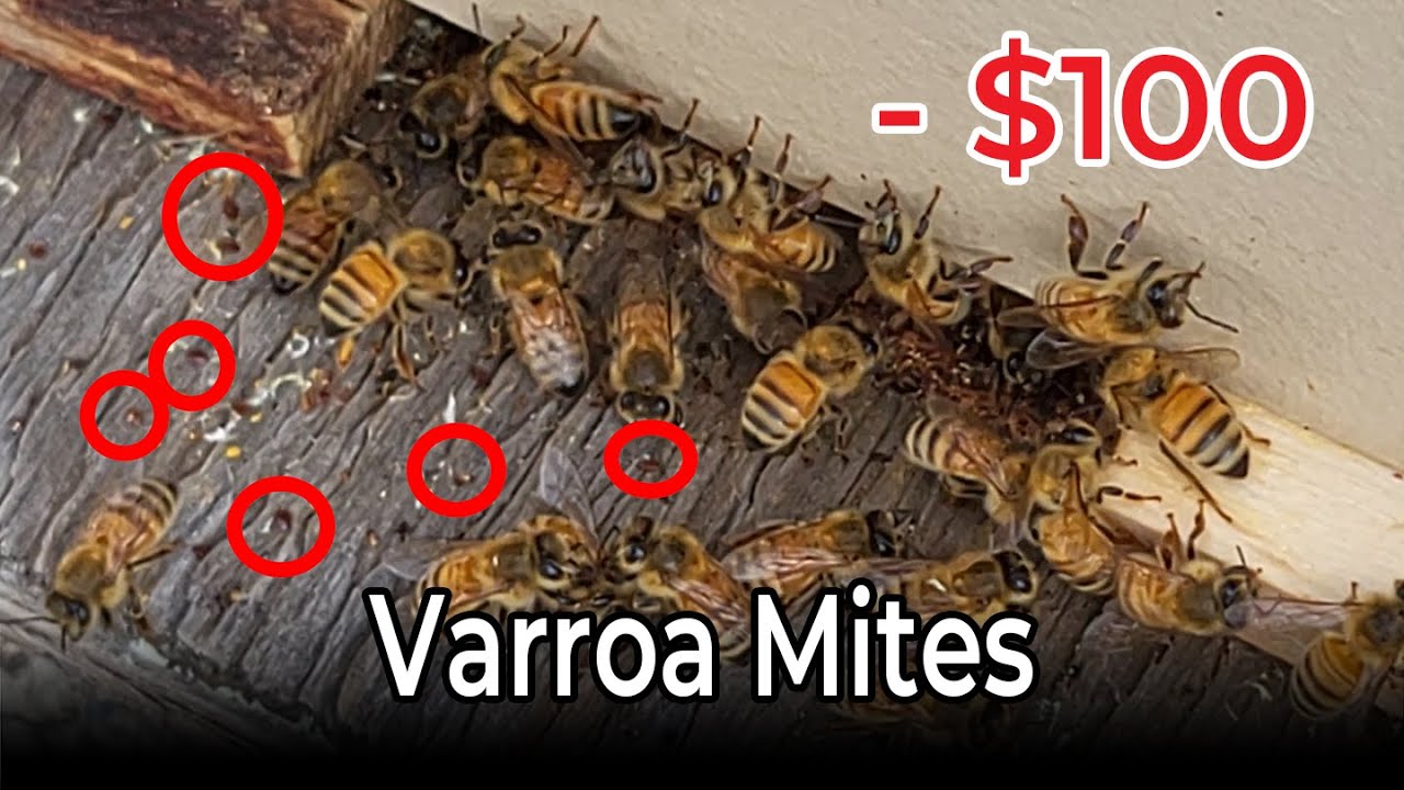 Managing Varroa Mite Infestation in My First Year of Beekeeping ...