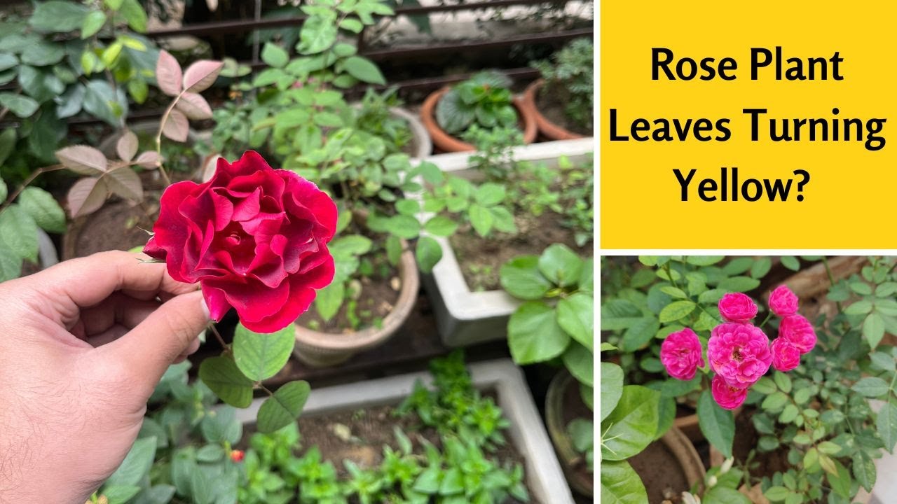 Rose Yellow Leaves - Leaves Turning Yellow on Rose Plant / Tree ( Tips ...