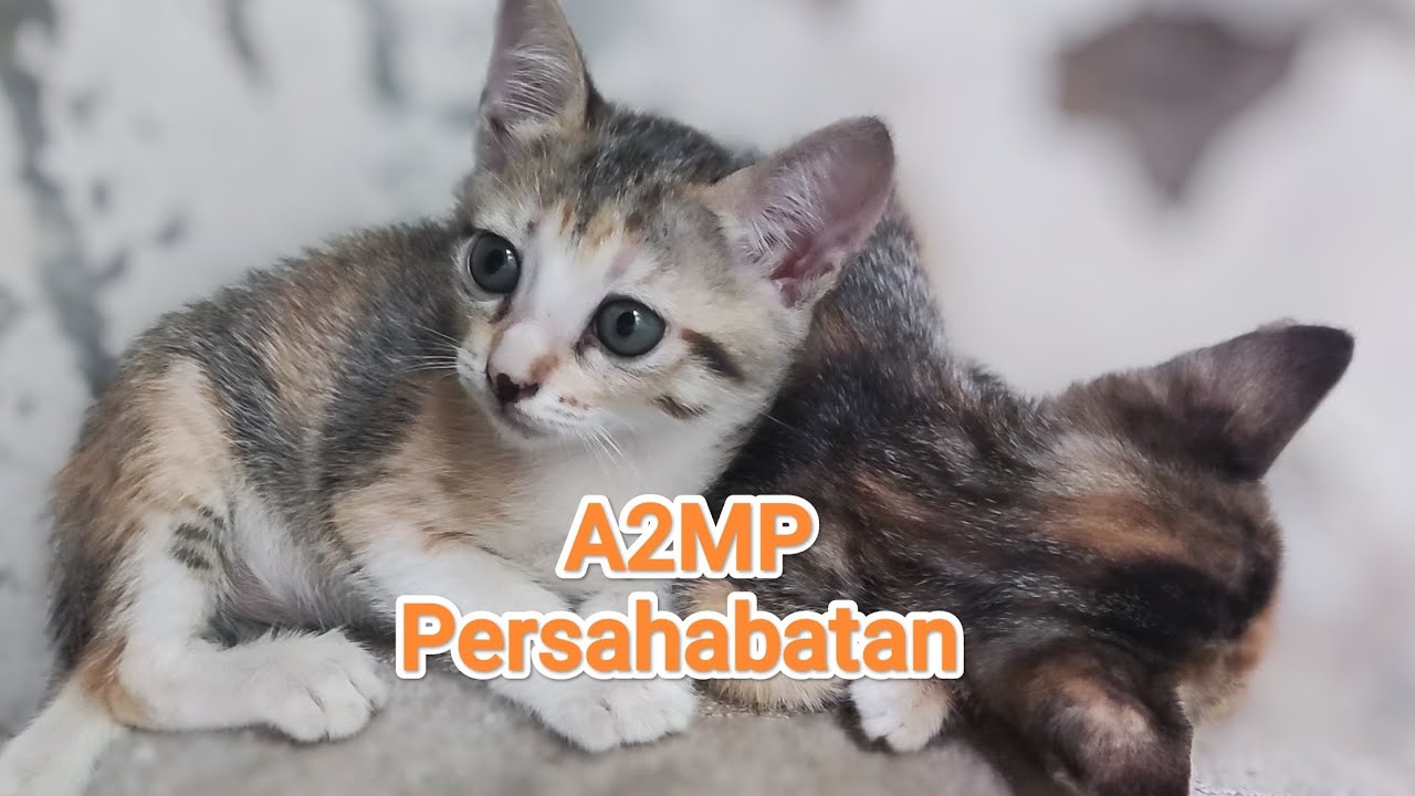 A2MP - Persahabatan | (Official Video Lyrics) - YouTube