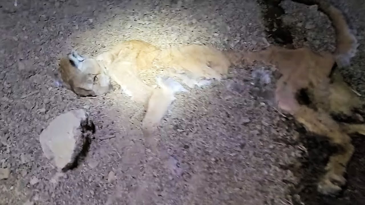 There's a dead mountain lion in this cave!? - YouTube