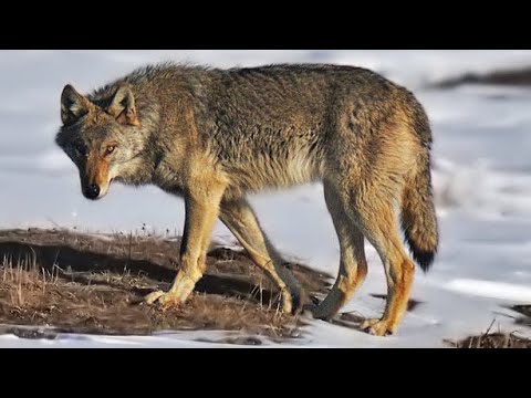 Wolves In Western Washington - YouTube