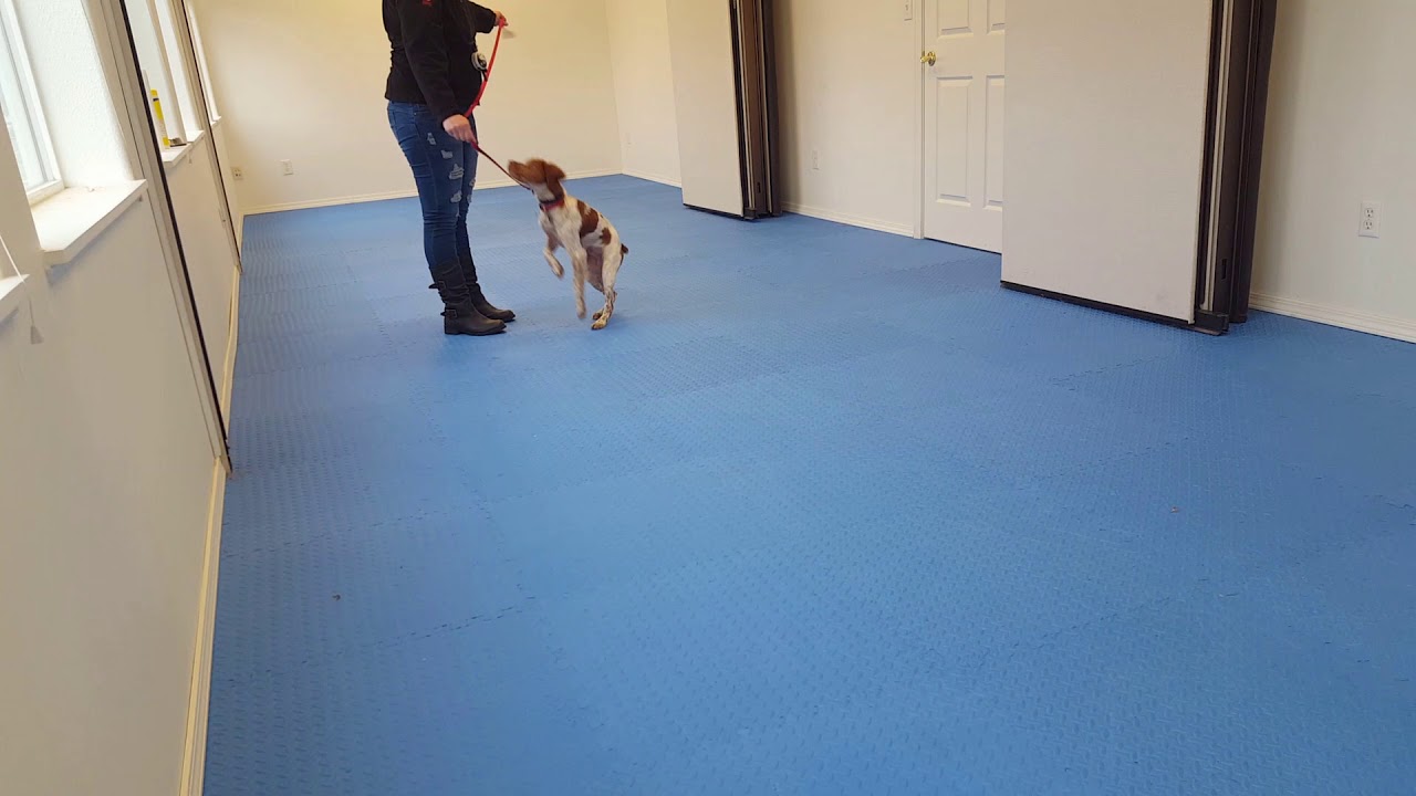 Kit: leash pressure and walking intro - YouTube