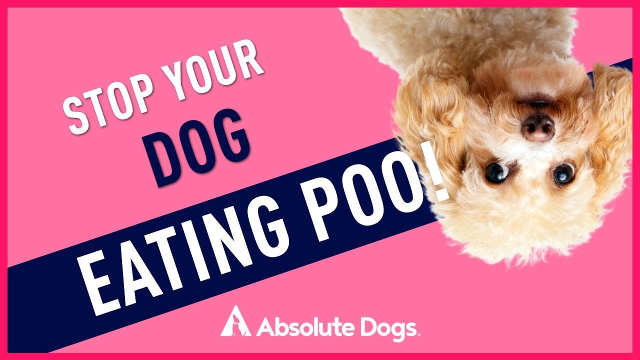 How To Stop Your Dog Eating Their Poop