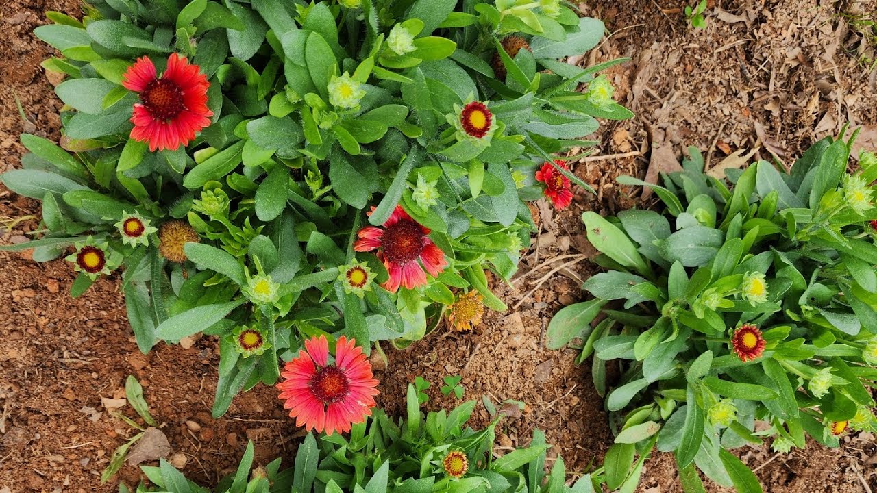 Plant Spotlight: Gaillardia(Blanket Flower) Beautiful and perfect or ...