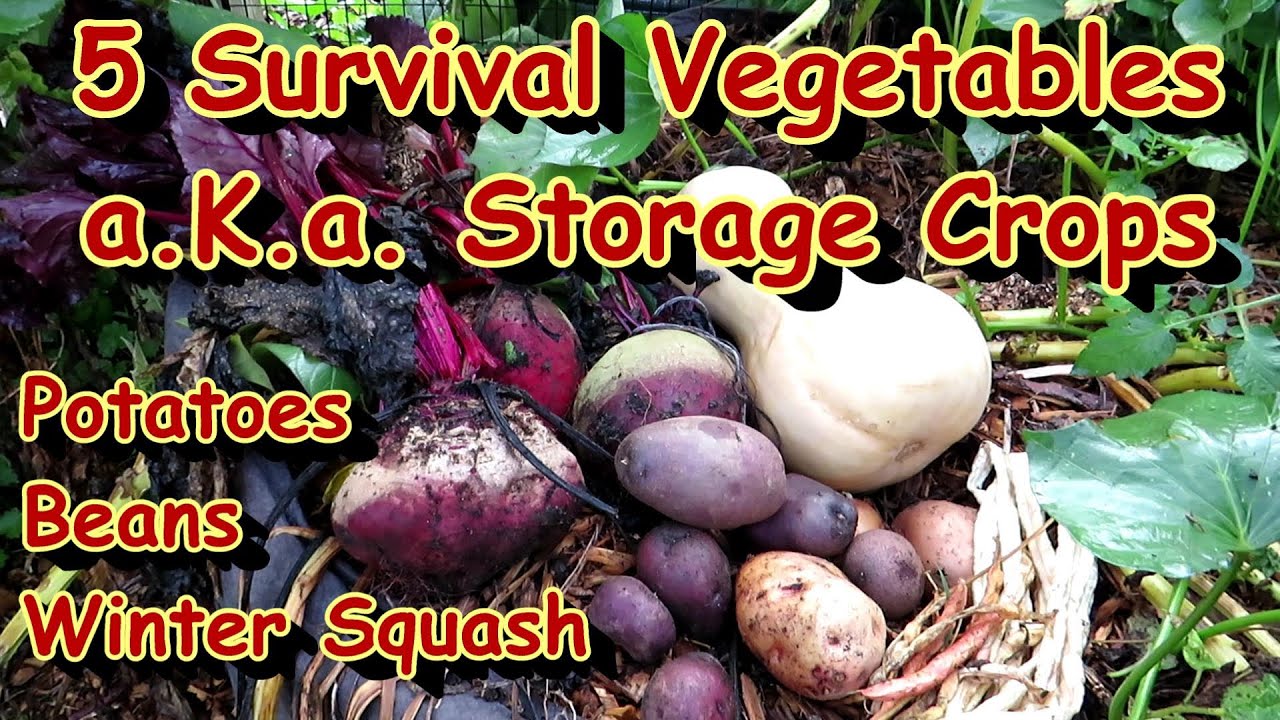 My 5 Picks for Survival or Storage Vegetables - Crops that Last A Long ...