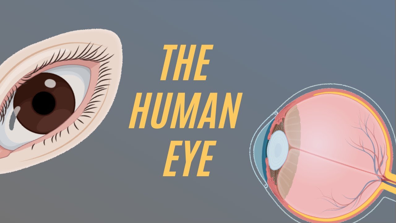THE HUMAN EYE | O Level | Pure Biology - YouTube