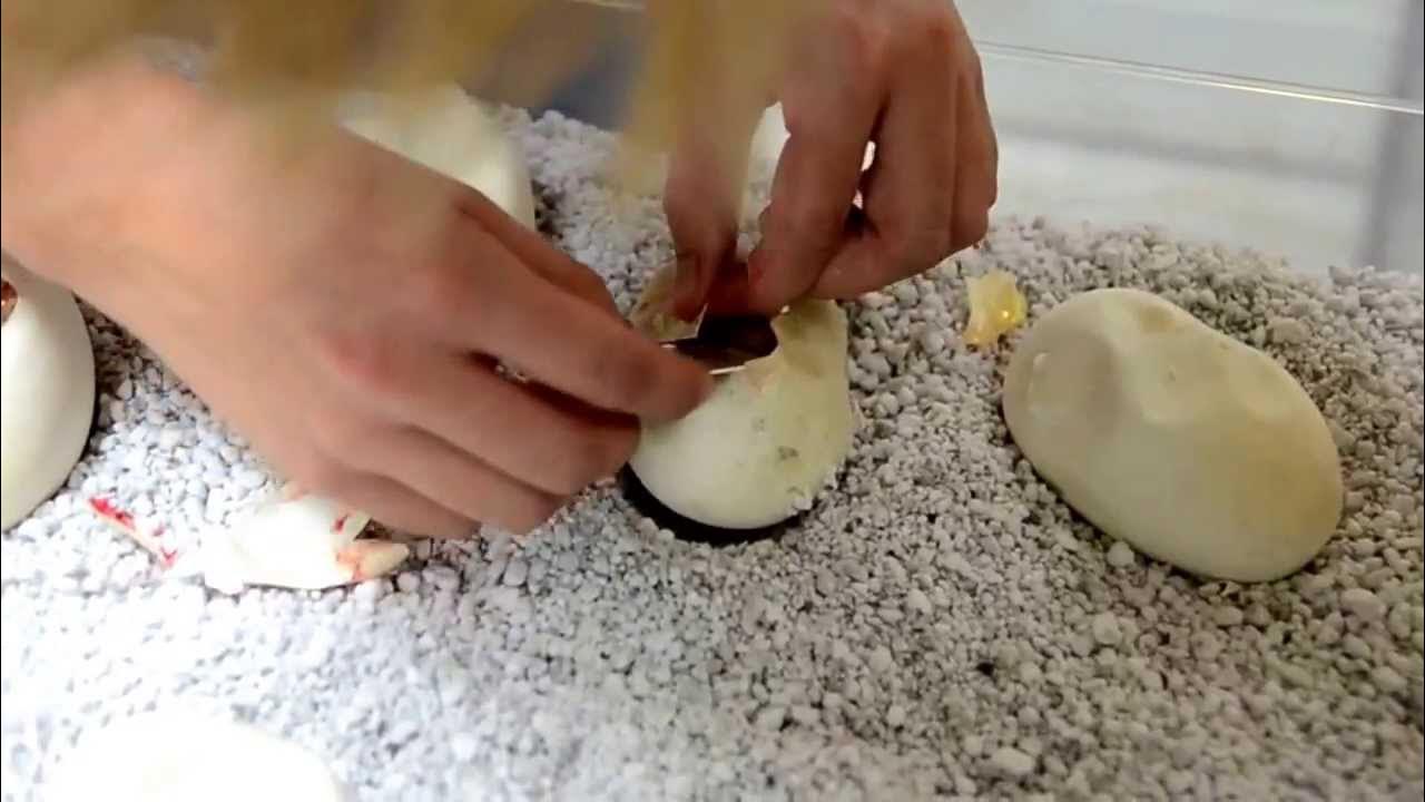 Cutting burmese python eggs - YouTube