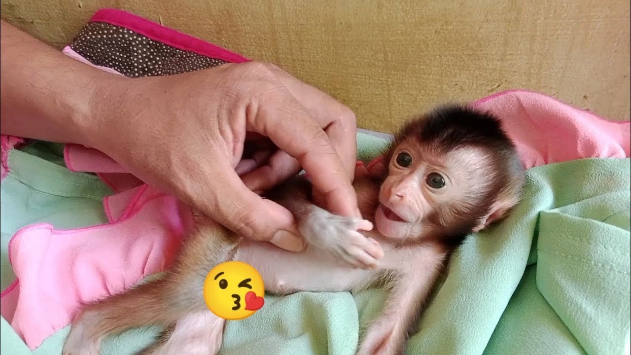 newborn baby monkey 4πgr¥ when dad took his finger from his mouth ...