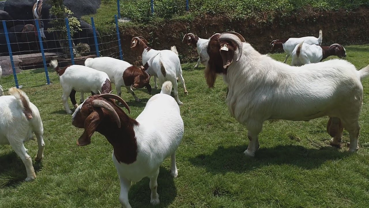 Boer Goat Farming in mountain Boer Goat Farm video - YouTube