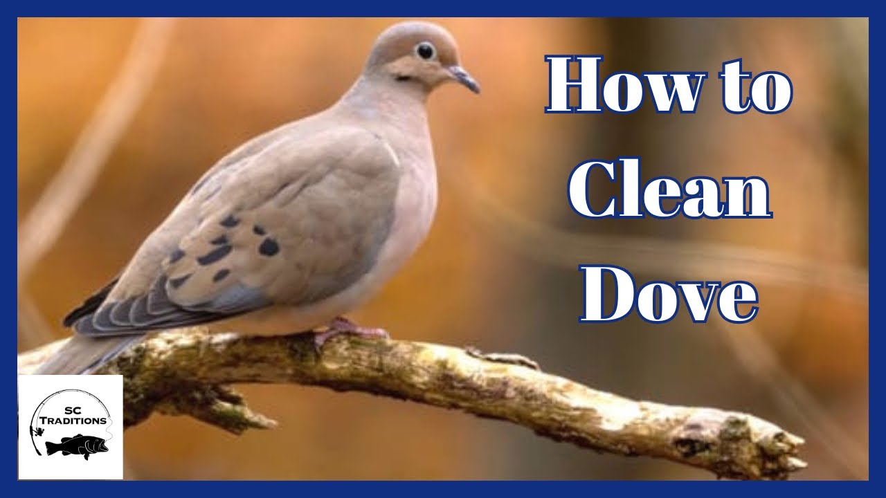 HOW TO Clean a Dove - YouTube