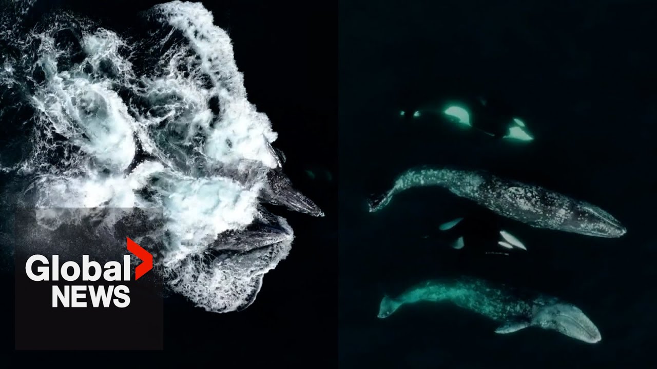 Drone video captures rare orca pod attack on adult gray whales - YouTube