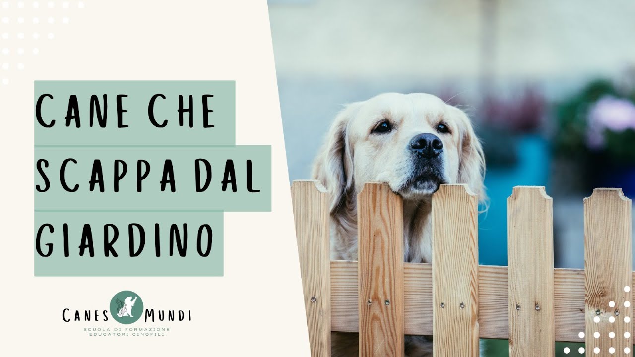 Cane che scappa dal giardino - YouTube