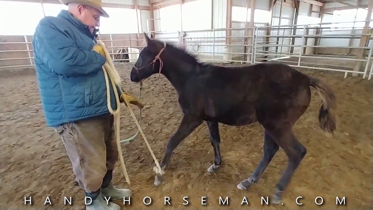 Working With A Foal, Colt Series - Part 11 - YouTube