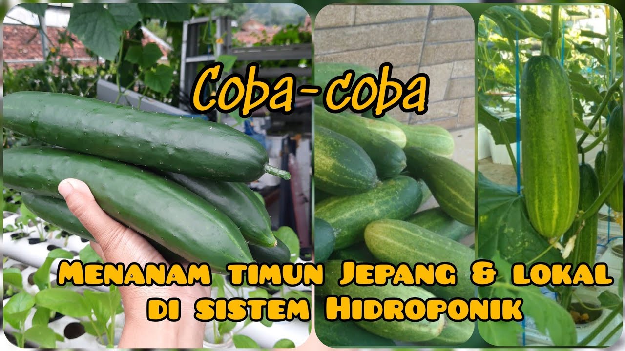 Menanam timun kyuri di sistem hidroponik DFT |Hidroponik Atap Rumah ...