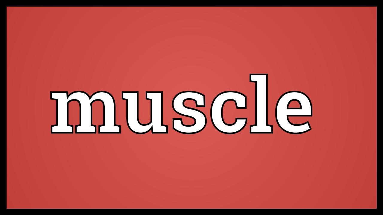 Muscle Meaning YouTube muscle-meaning-youtube