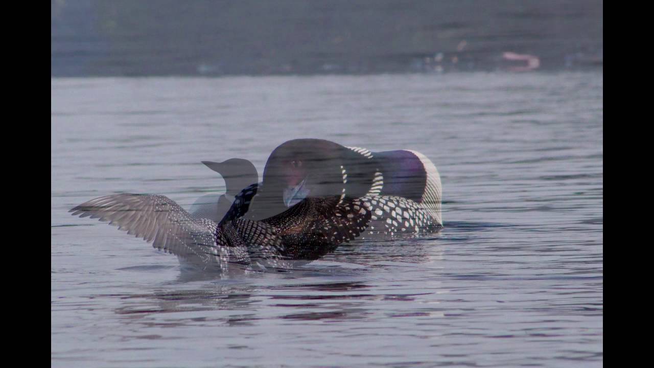 Loons - YouTube