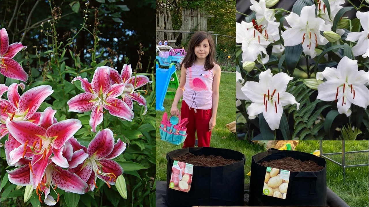 🥔Planting Potatoes and Lilly bulbs 🥔 - YouTube