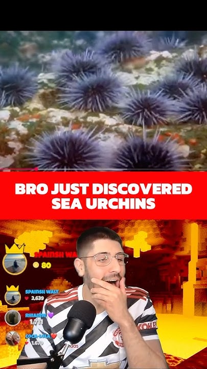 Bro just discovered Sea Urchins - YouTube