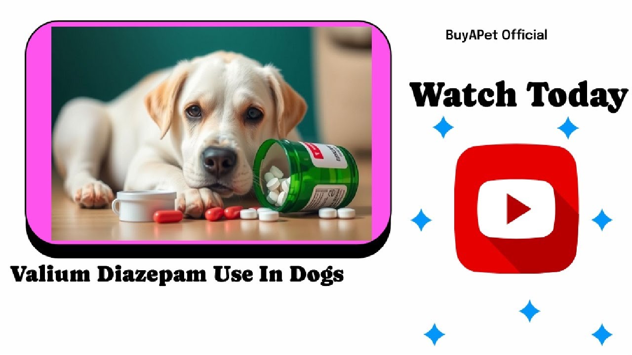 "Valium for Dogs? 🐾 Discover the Shocking Truth About Diazepam Use in ...