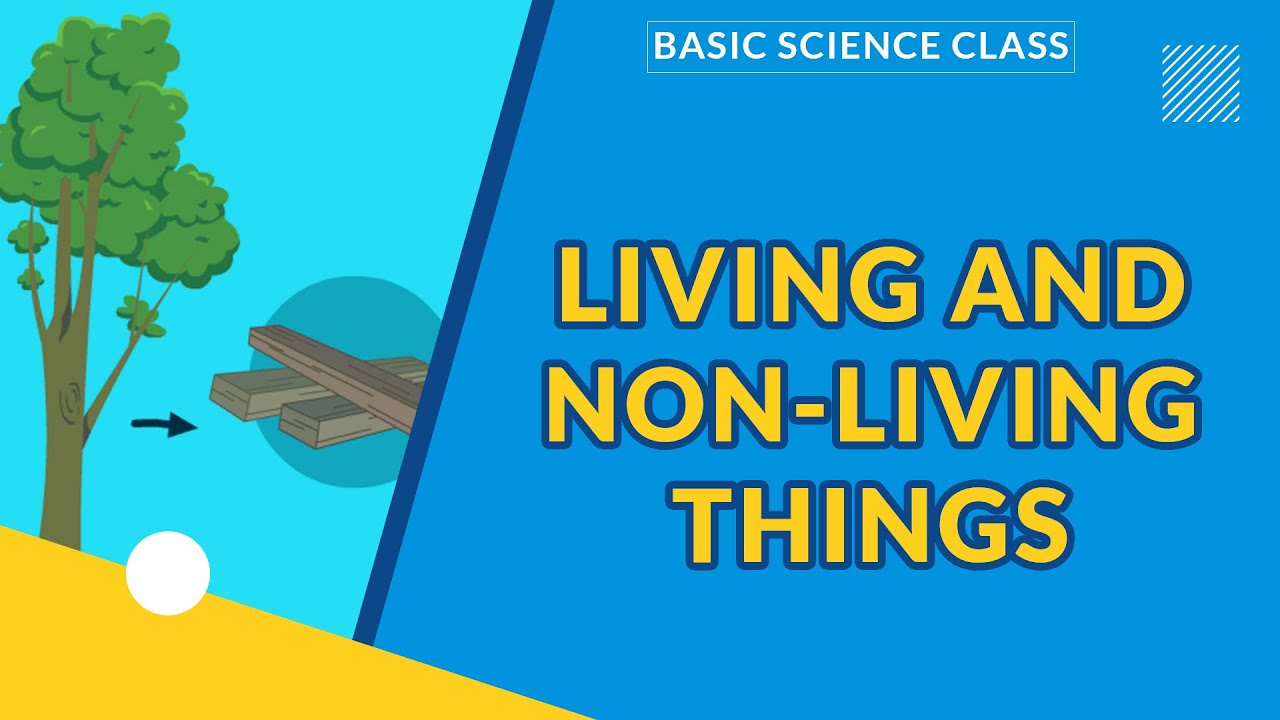 LIVING AND NON LIVING THINGS | BASIC SCIENCE - YouTube