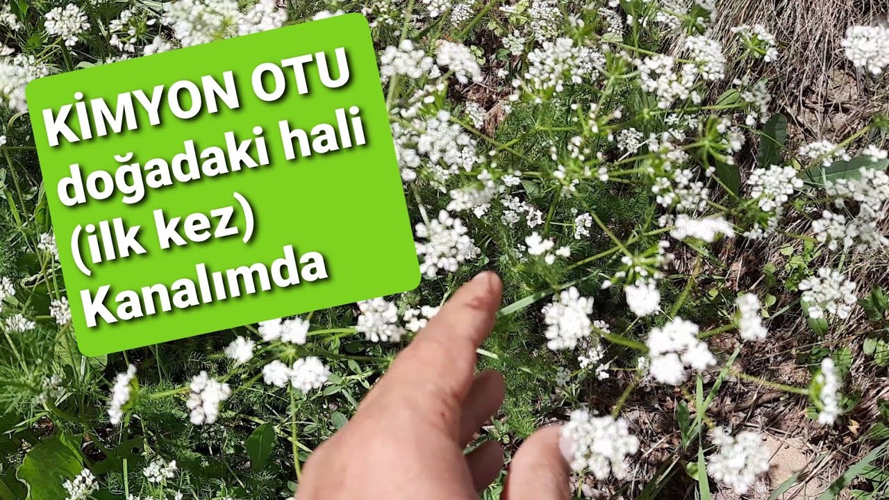 YABANİ KİMYON OTU / KİMYON NEDİR?/NE ZAMAN TOPLANIR?/ Doğada ...