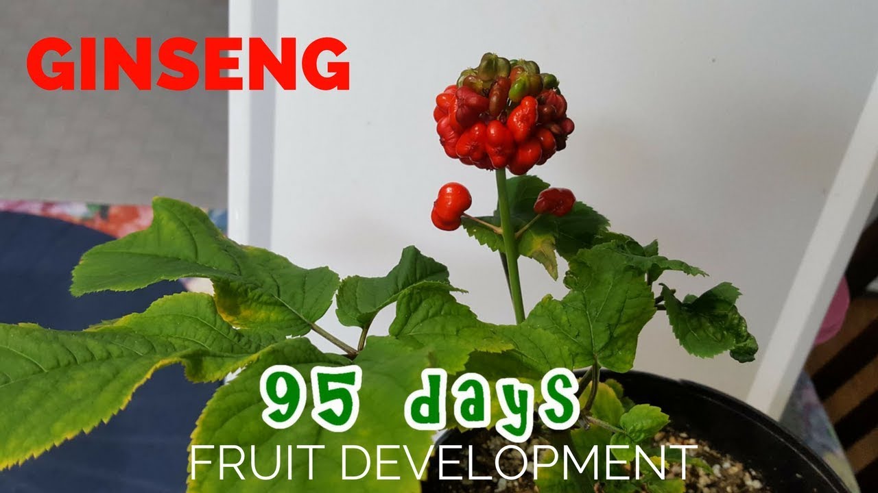 GINSENG plants indoor fruit development - YouTube
