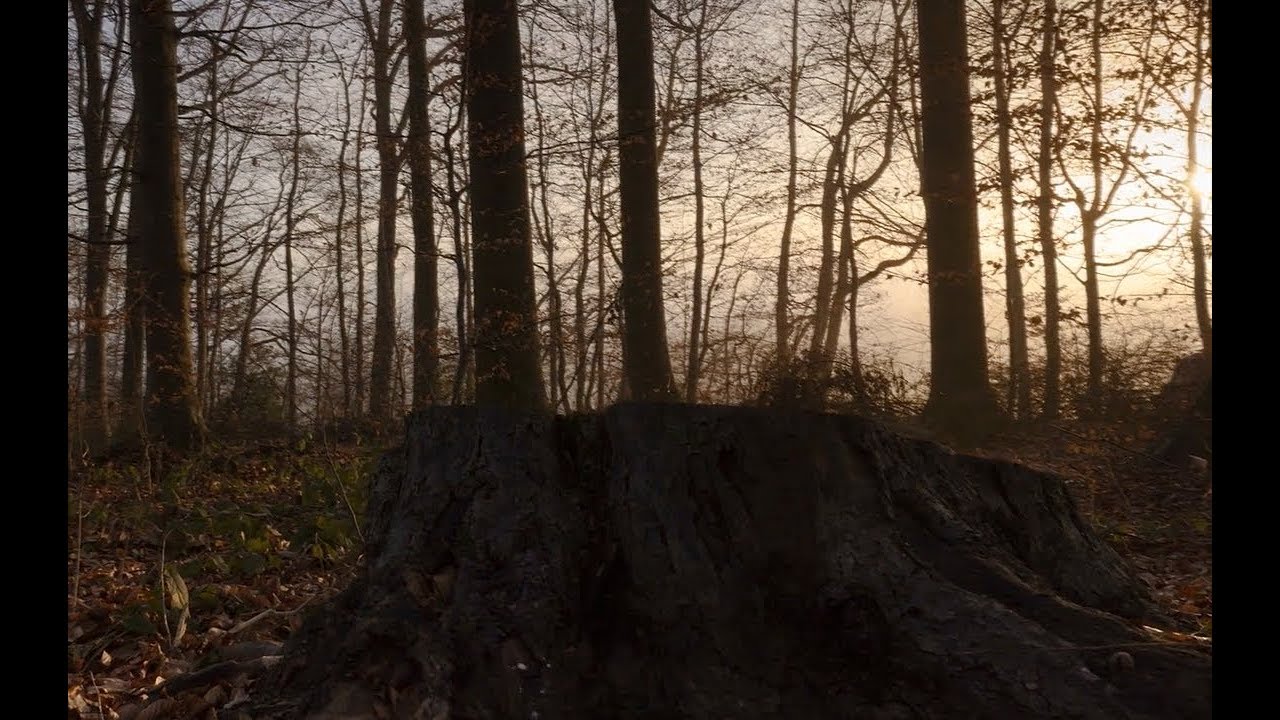 Watch While High Trippy Nature Youtube