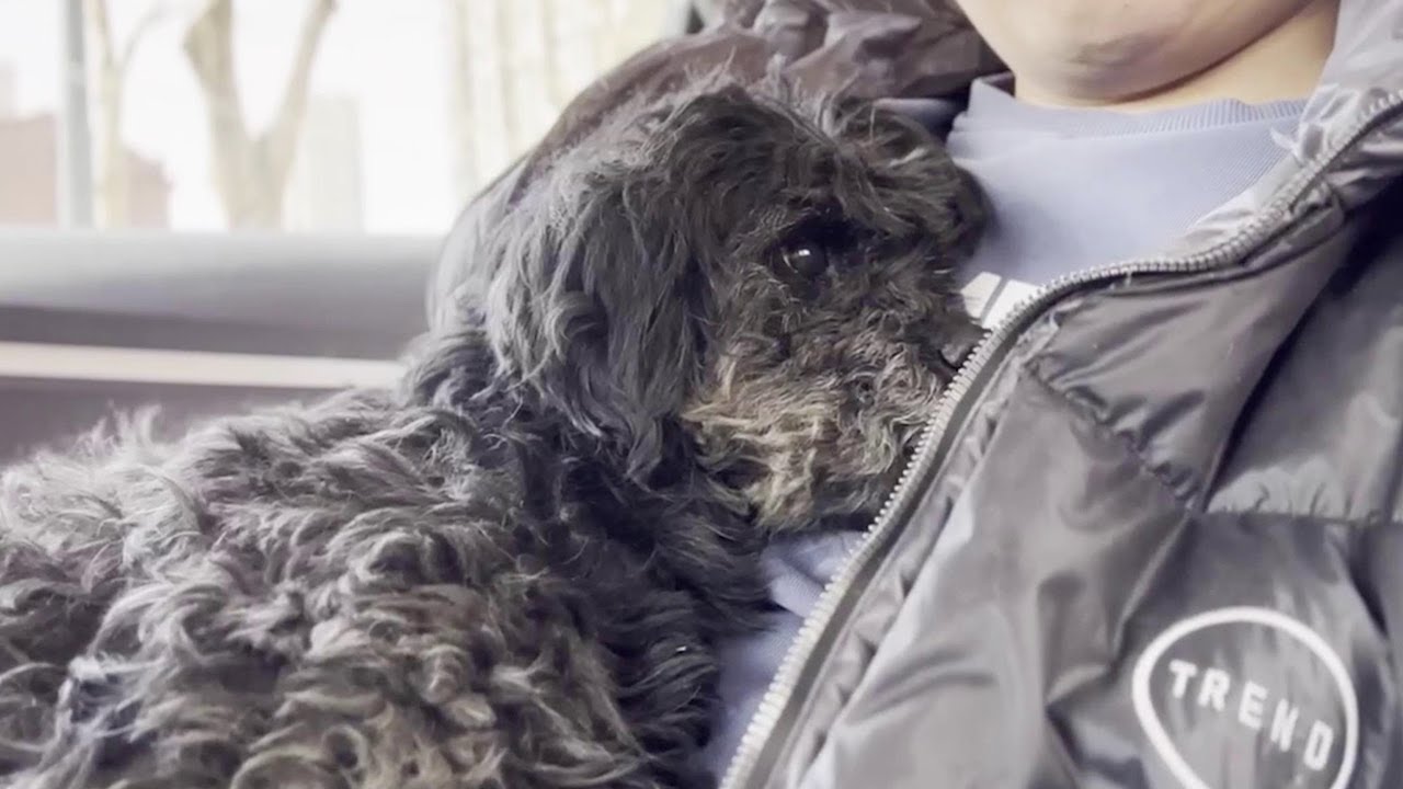 The Reaction of this Dog towards Humans after It was Hit by a Car ...